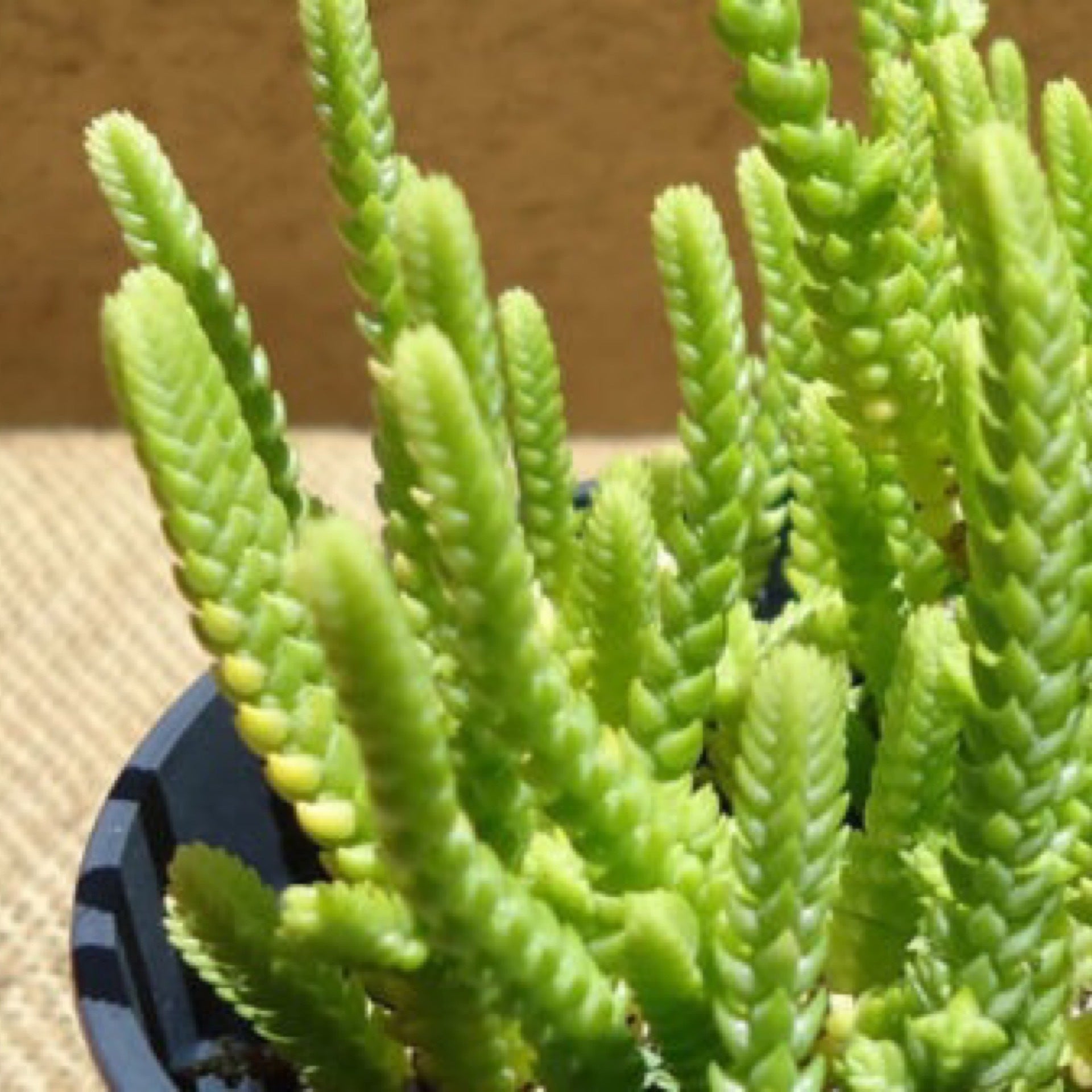 Crassula 'Giant Watch Chain' 4" | The Secret Garden